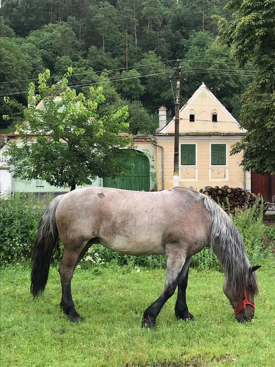 Via Transilvanica - Zeitreise auf dem rumänischen Weitwanderweg ...